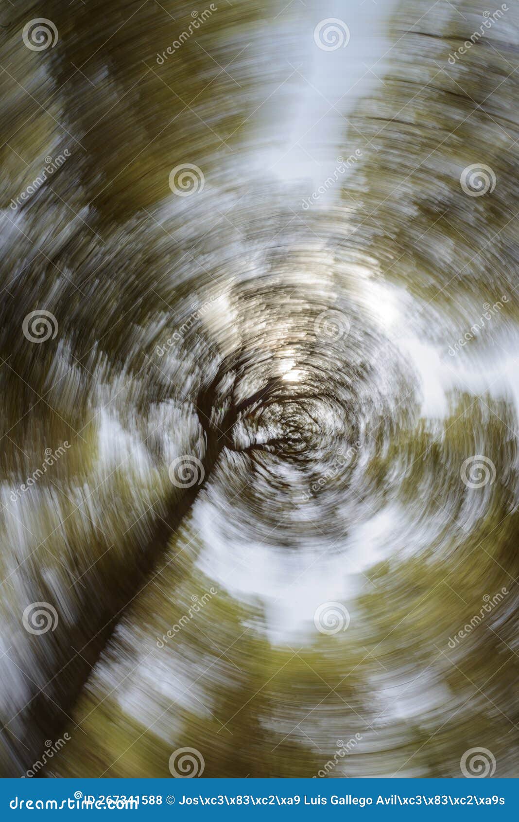 Trees with a Circular Movement Effect Stock Photo - Image of summer ...