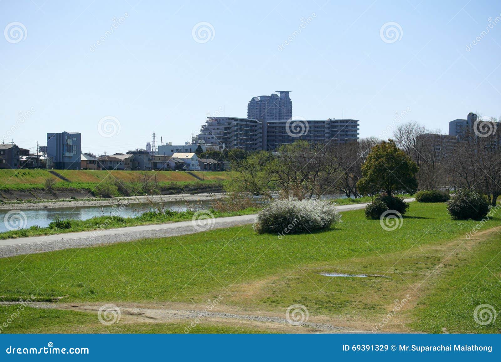 Trees in the city park stock image. Image of metropolis - 69391329