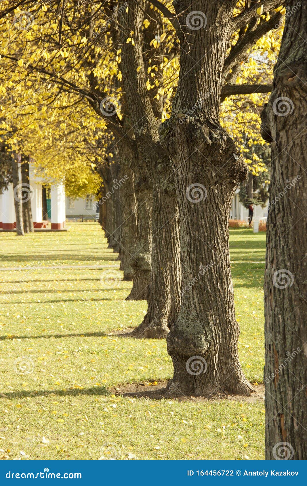Trees in the City Park are Planted Exactly in a Row Stock Photo - Image ...