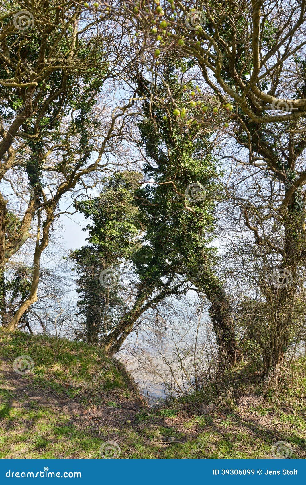 Trees clad in ivy stock image. Image of park, roots, wood - 39306899