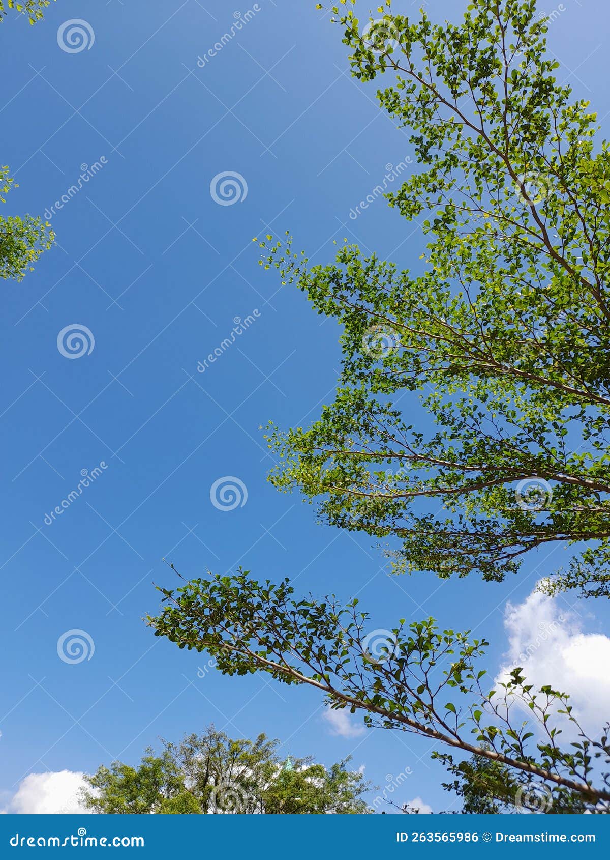 Trees with a Clear Sky during the Day Seen from Below Stock Photo ...