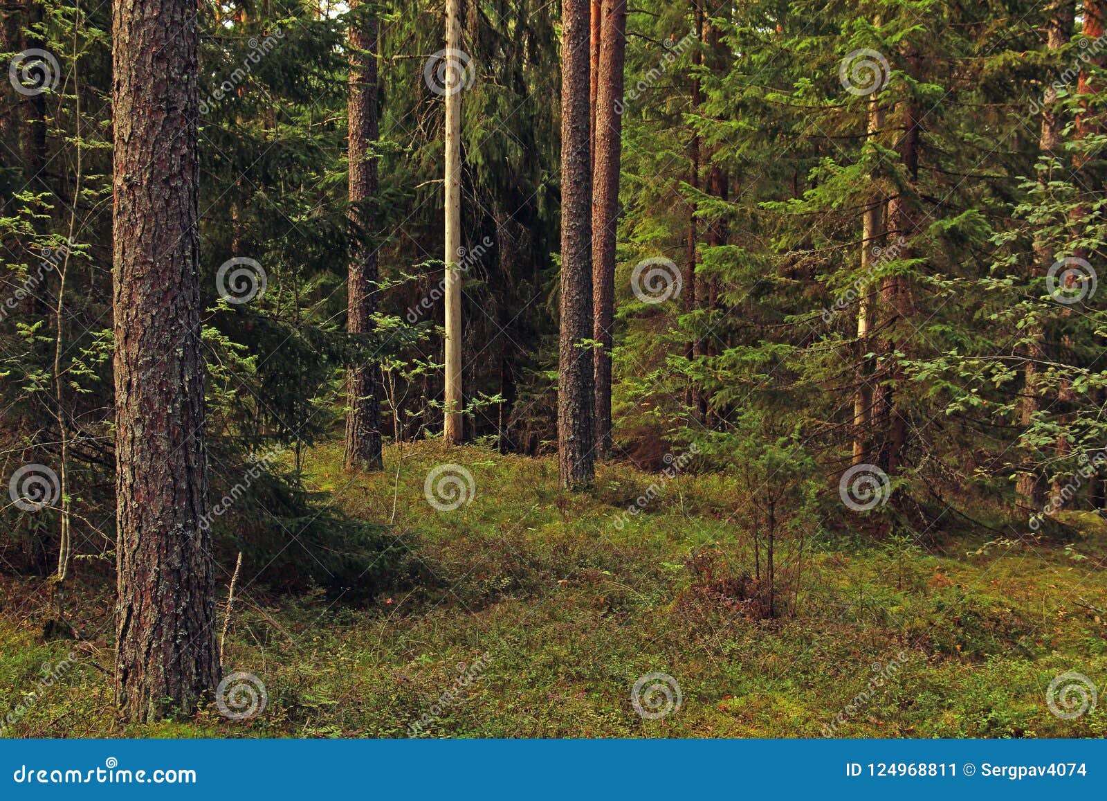 Trees in a Clearing in the Forest Stock Image - Image of grass, outdoor ...