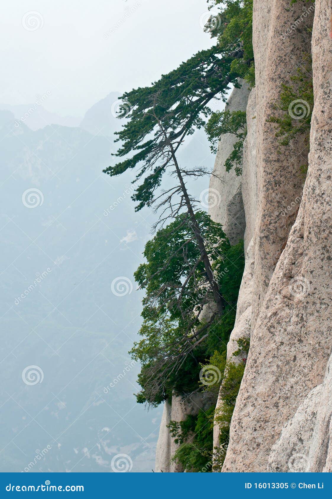 Trees on the cliff stock image. Image of scenic, cliffs - 16013305