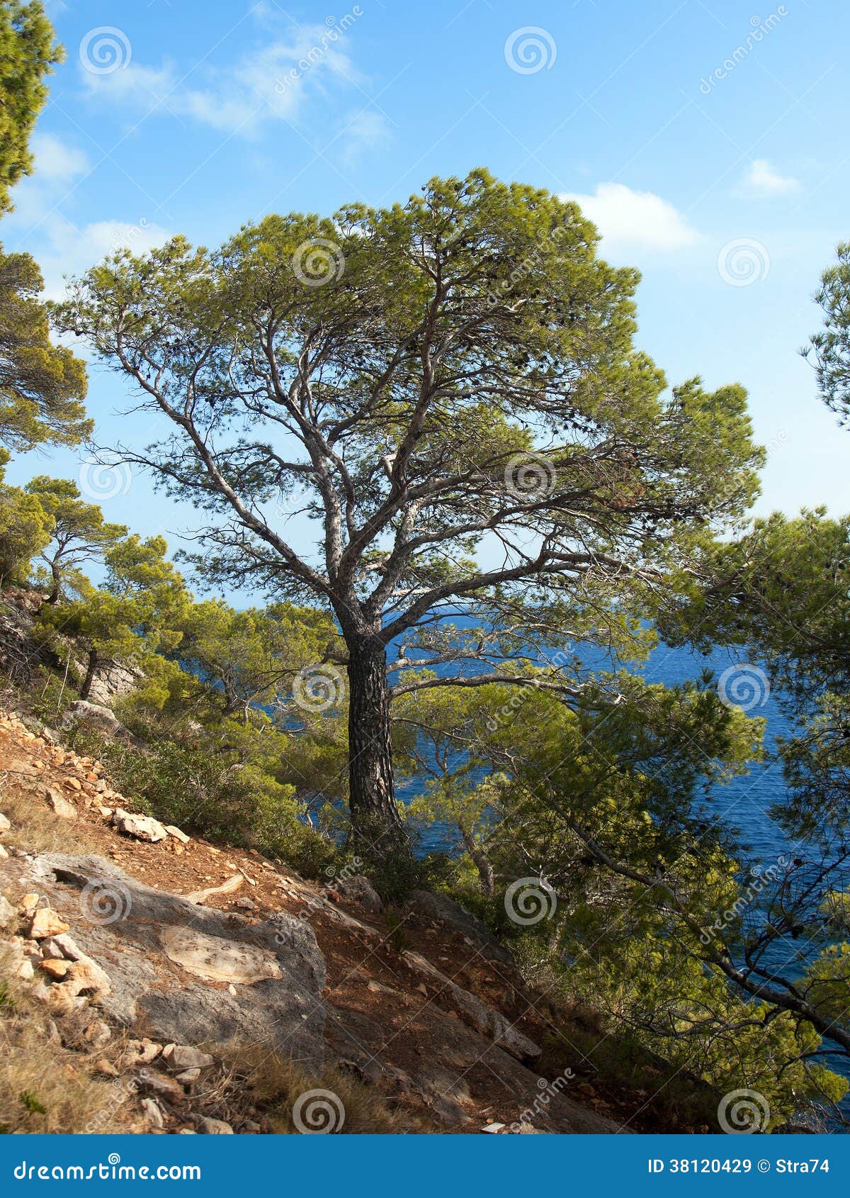 Trees on a cliff stock image. Image of lonely, rock, hang - 38120429
