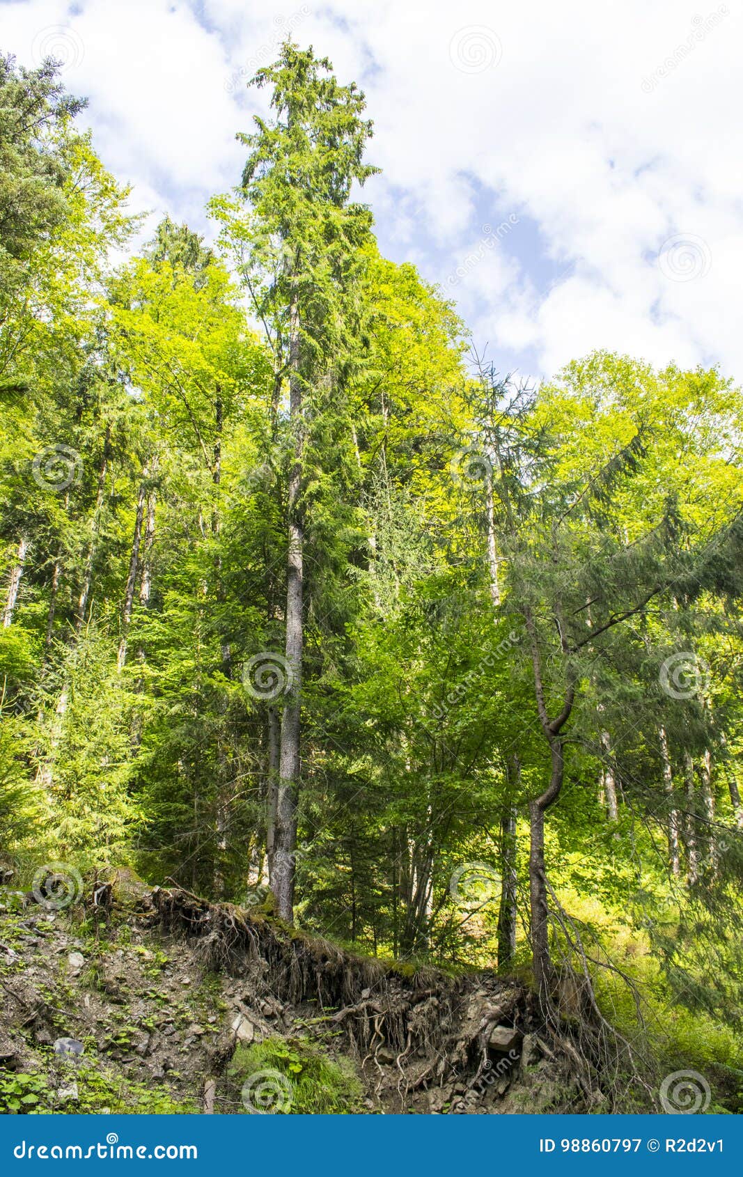 Trees on a cliff stock image. Image of cliff, carpathians - 98860797