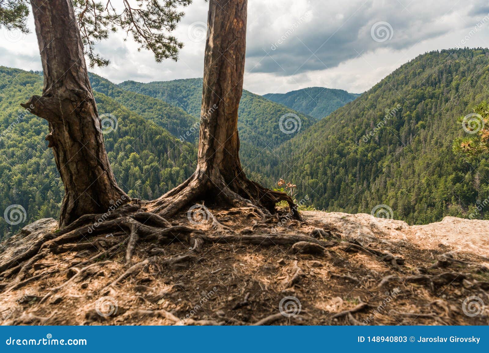 Trees on a cliff stock image. Image of beautiful, tomasovsky - 148940803