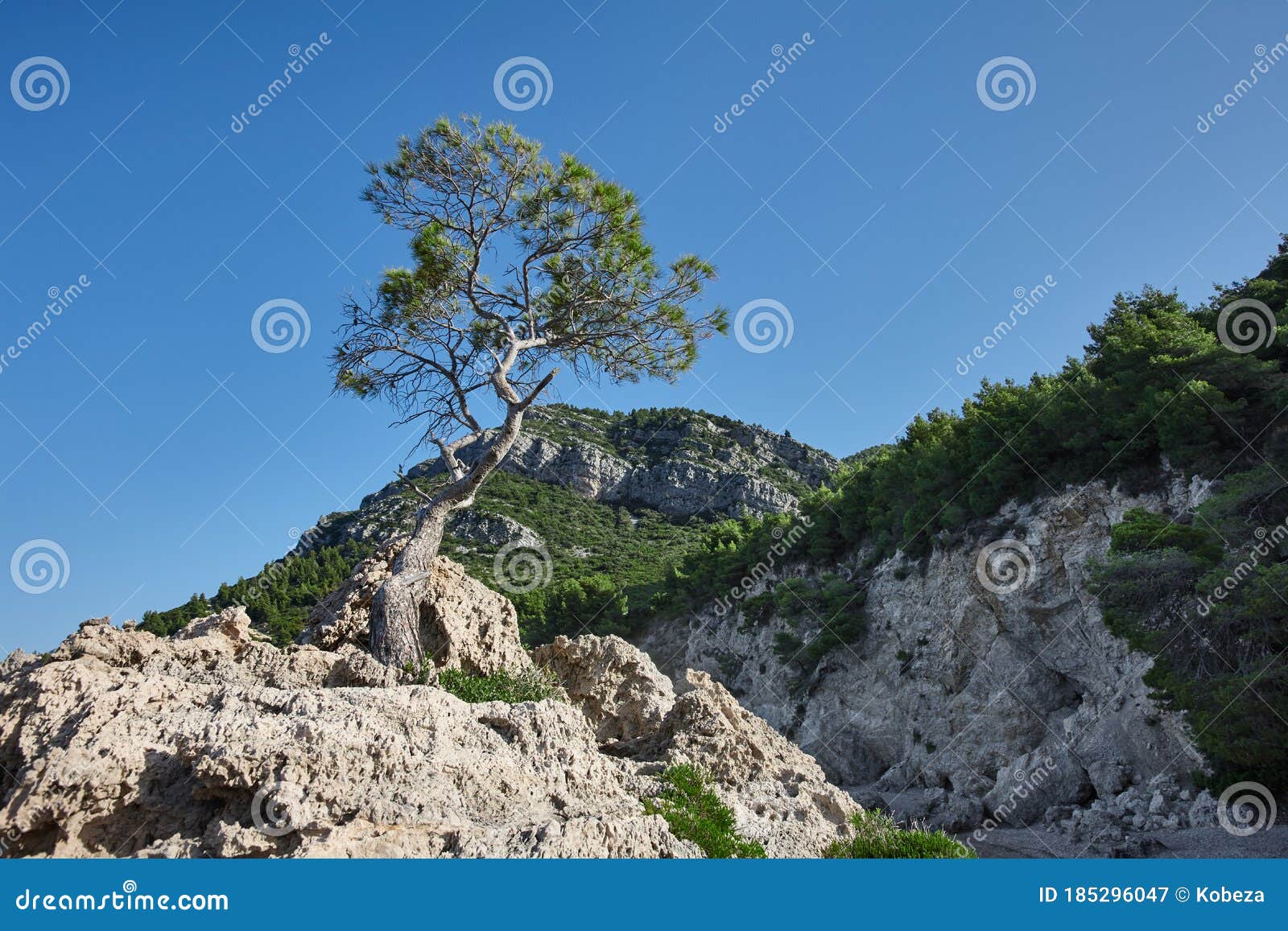 Trees and Cliffs in Croatia Stock Image - Image of travel, croatia ...