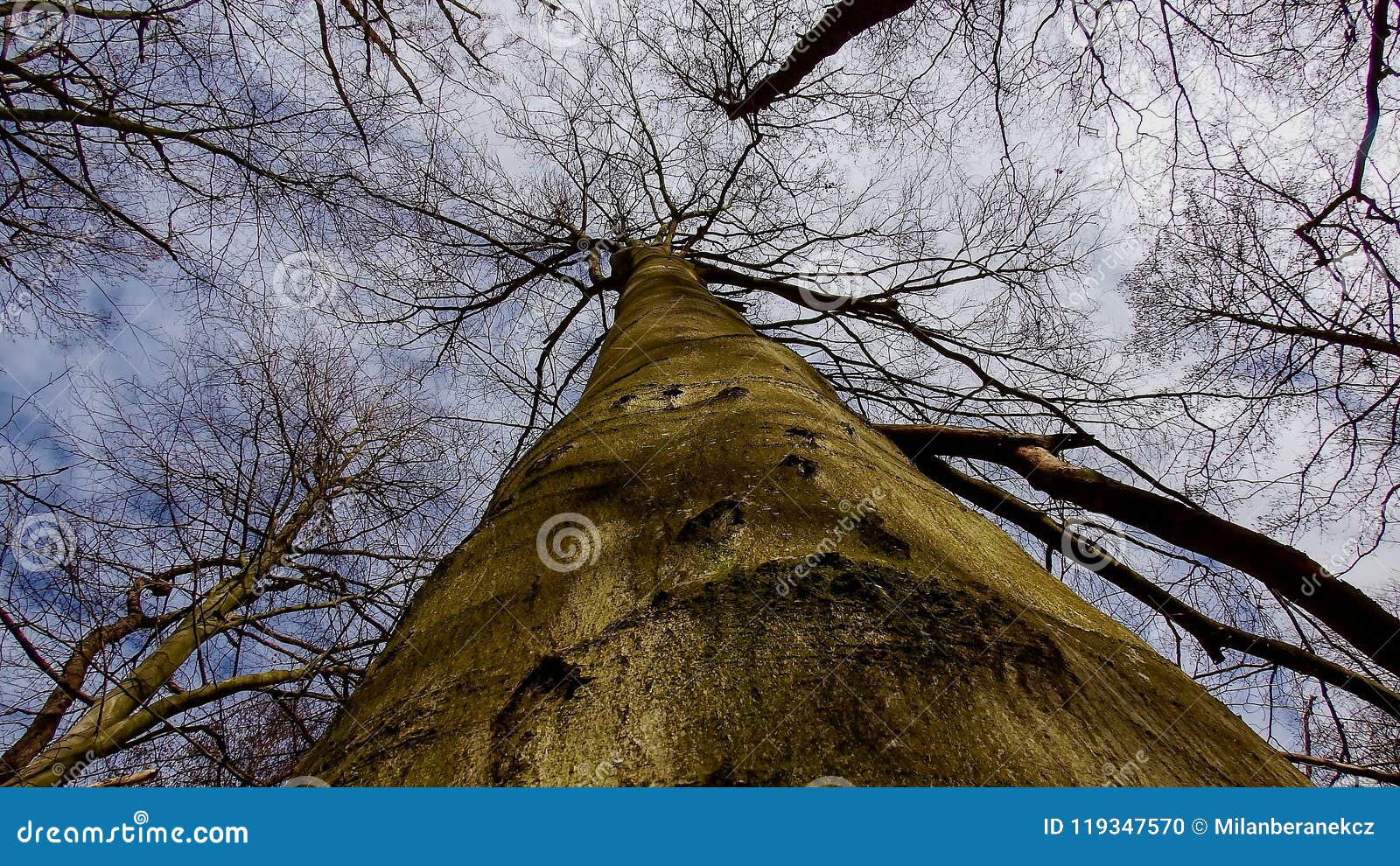 Tree a Powerful Pillar of the Sky Stock Photo - Image of gorge ...