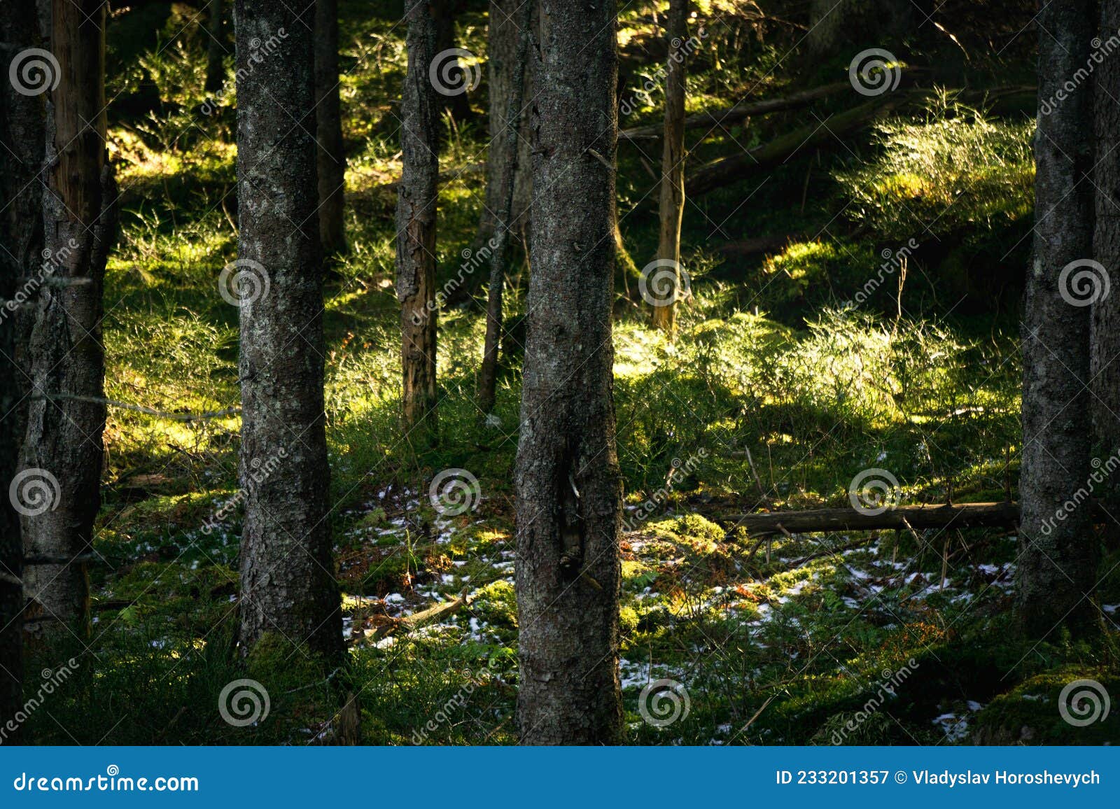 Trees Close-up for Background. Green Forest. Nature Stock Image - Image ...
