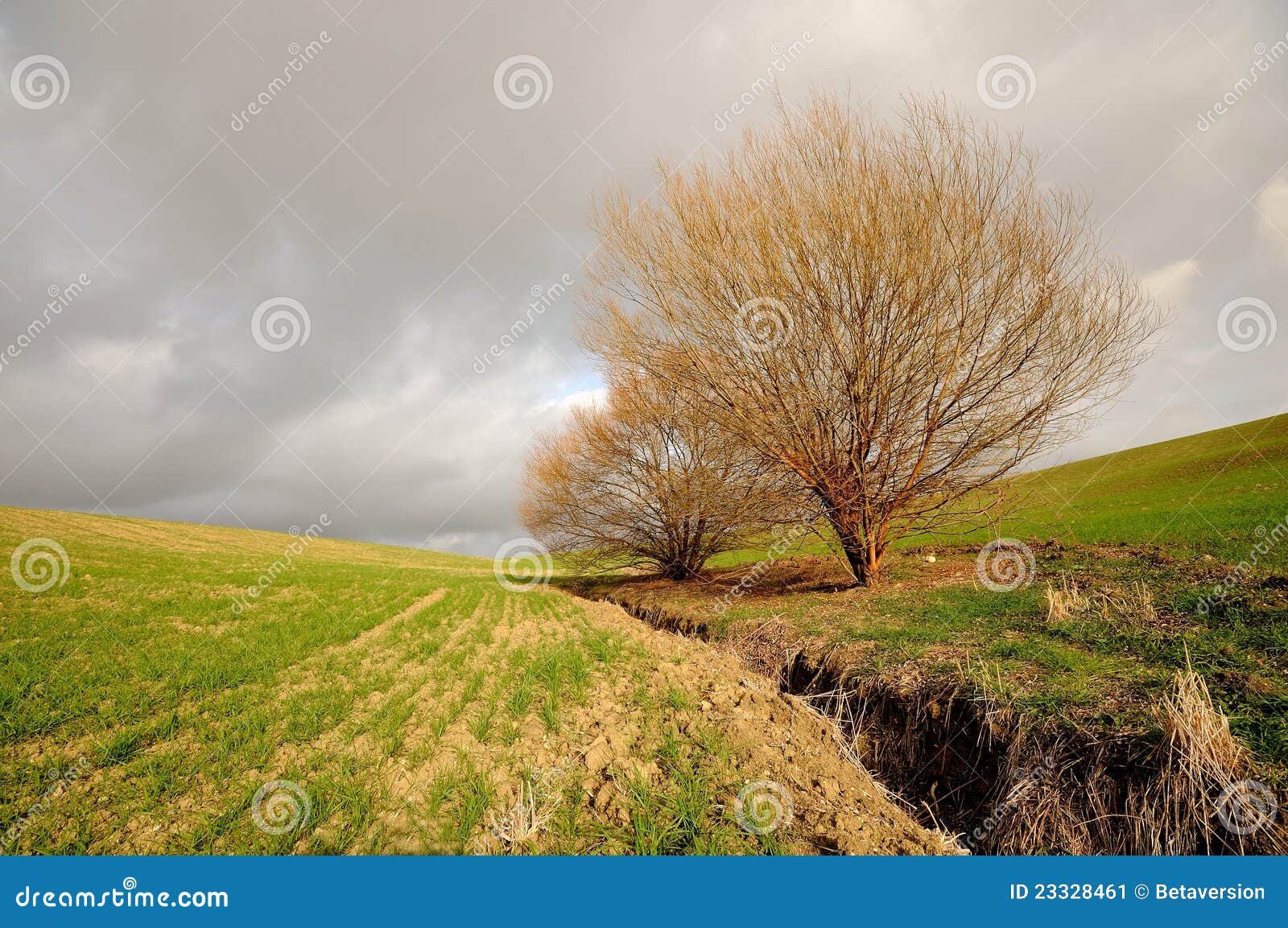 Trees and cloud stock image. Image of spring, landscape - 23328461