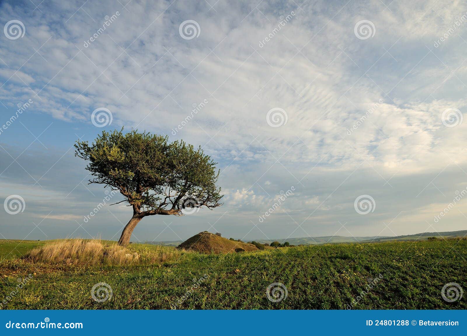 Trees and cloud stock photo. Image of panoramic, sunny - 24801288