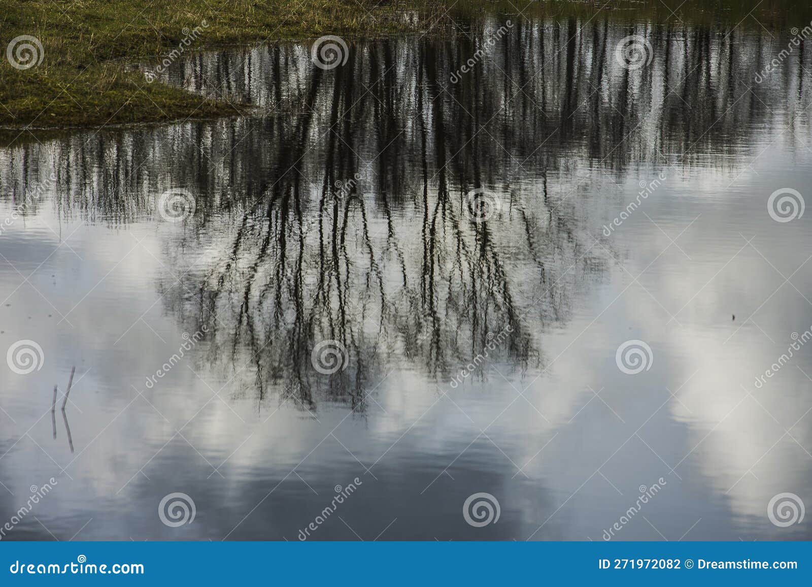 Trees and Clouds Reflected in Pond Nature Area Stock Photo - Image of ...