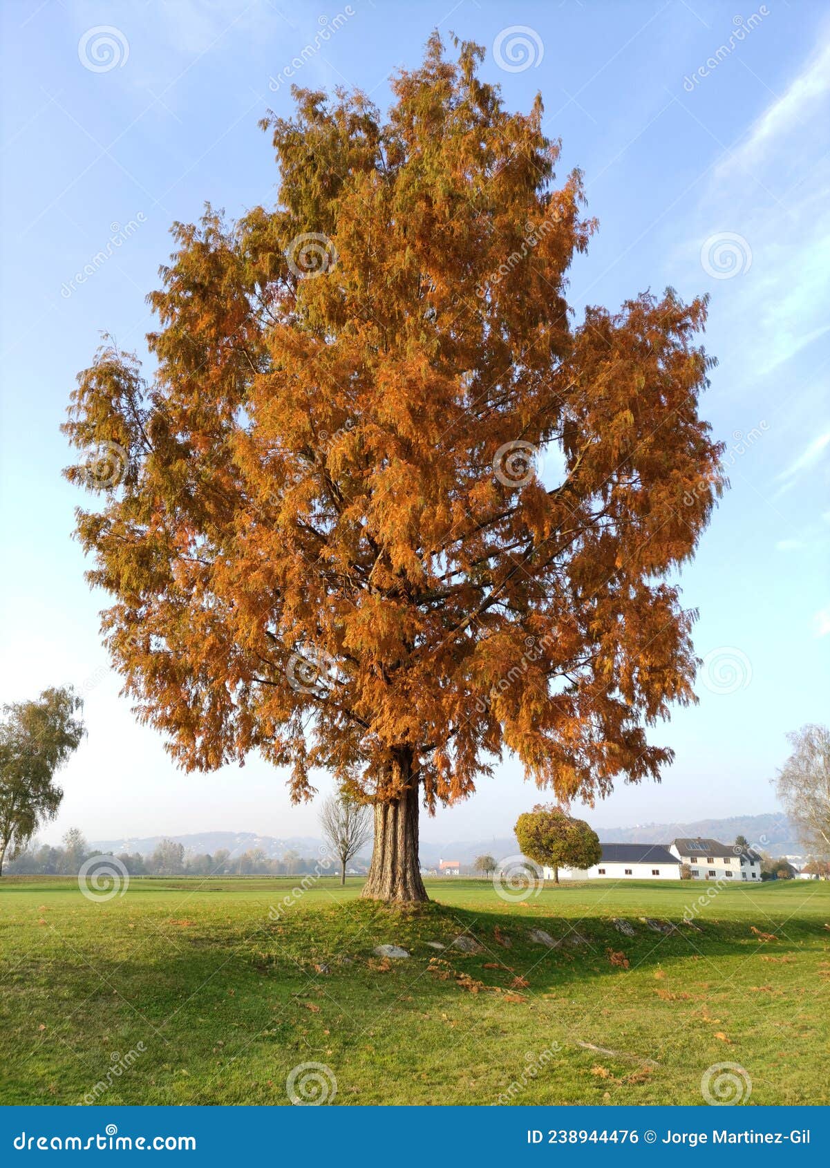 Trees in a cloudy day stock photo. Image of maple, produce - 238944476