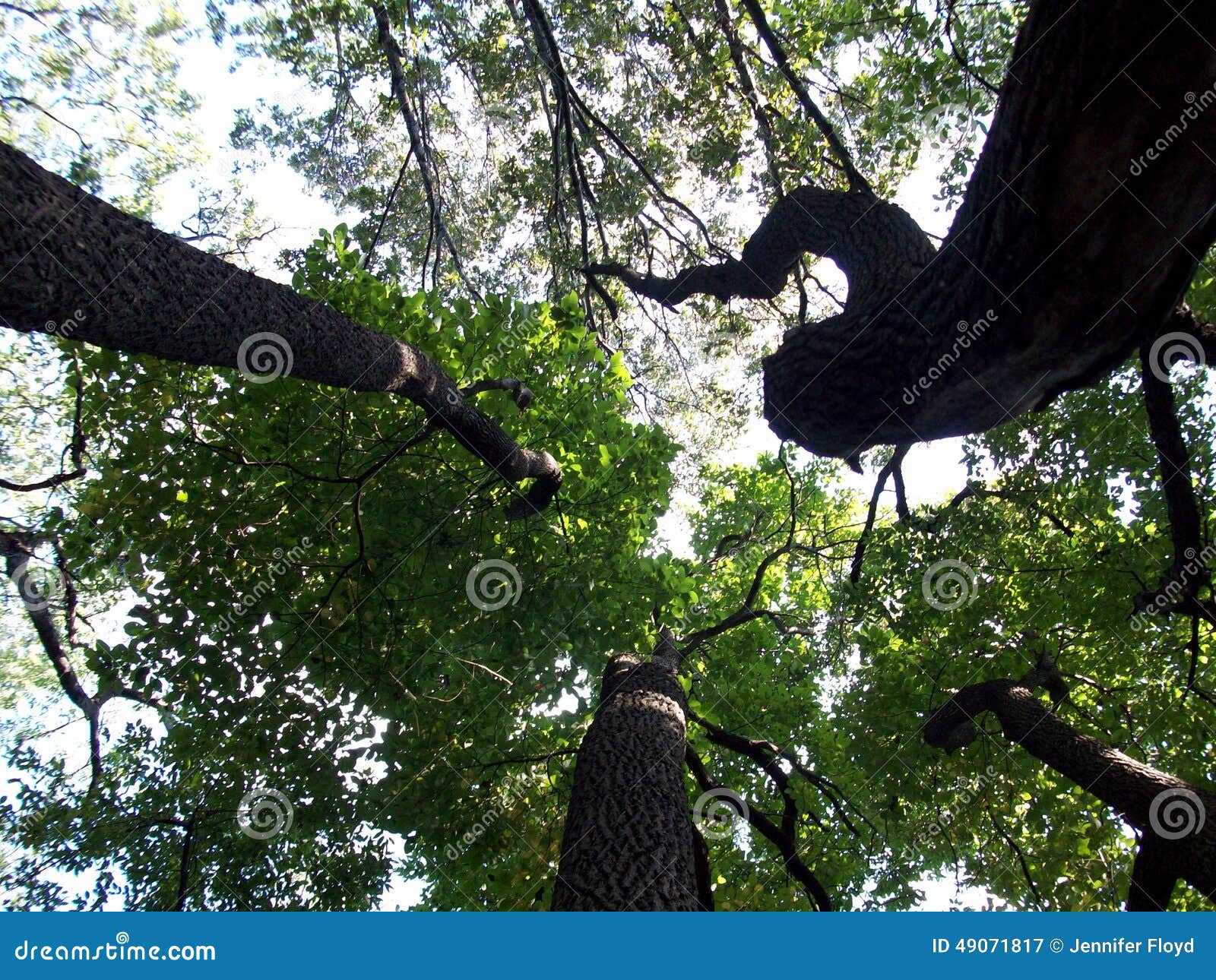 Trees stock image. Image of nature, cluster, light, green - 49071817