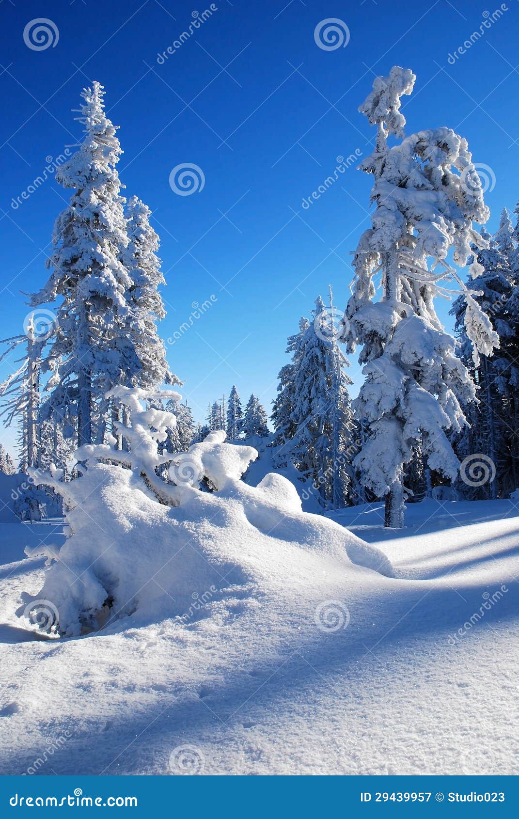Trees coated with snow stock image. Image of snow, outdoor - 29439957