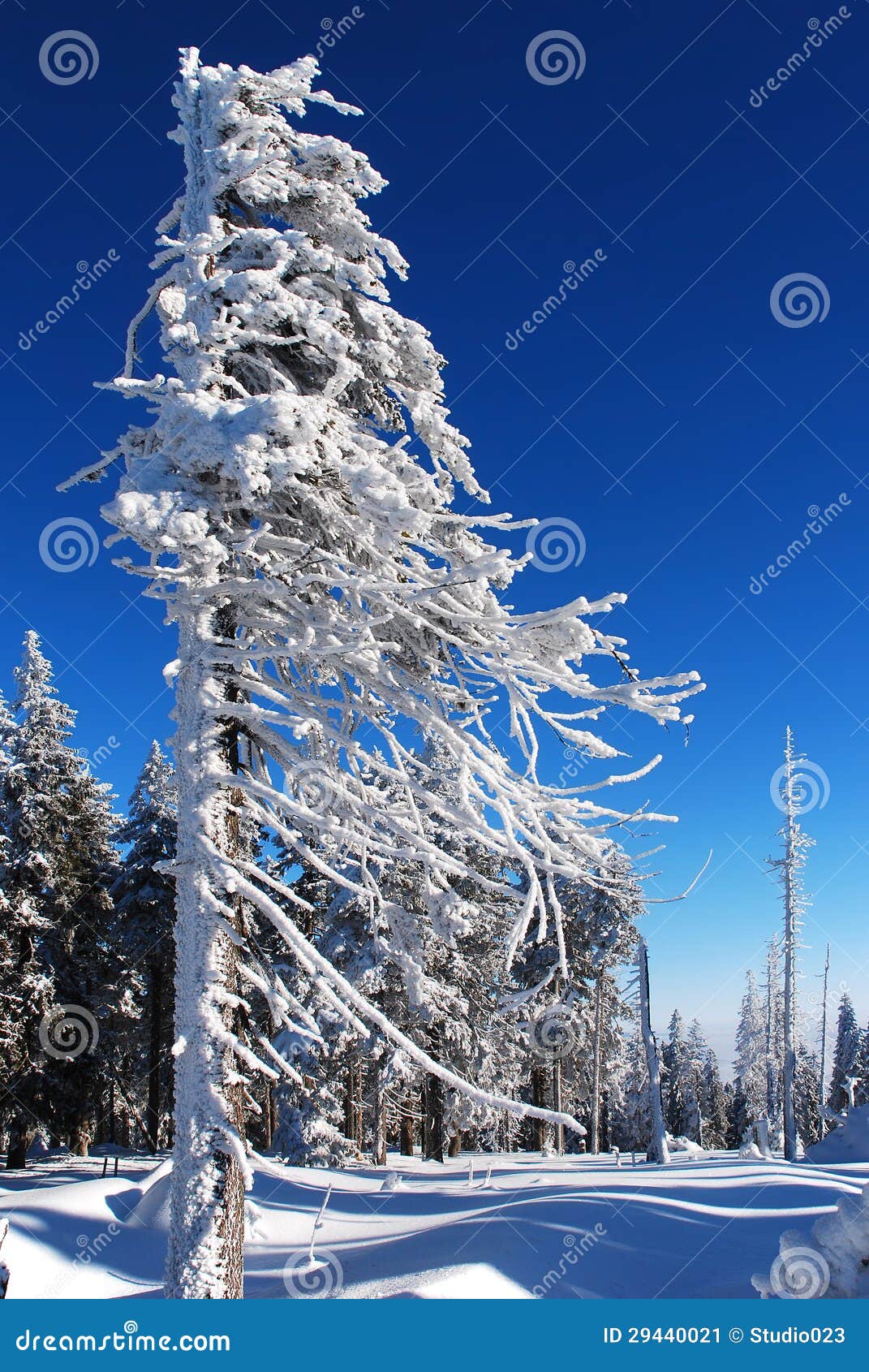 Trees coated with snow stock image. Image of december - 29440021