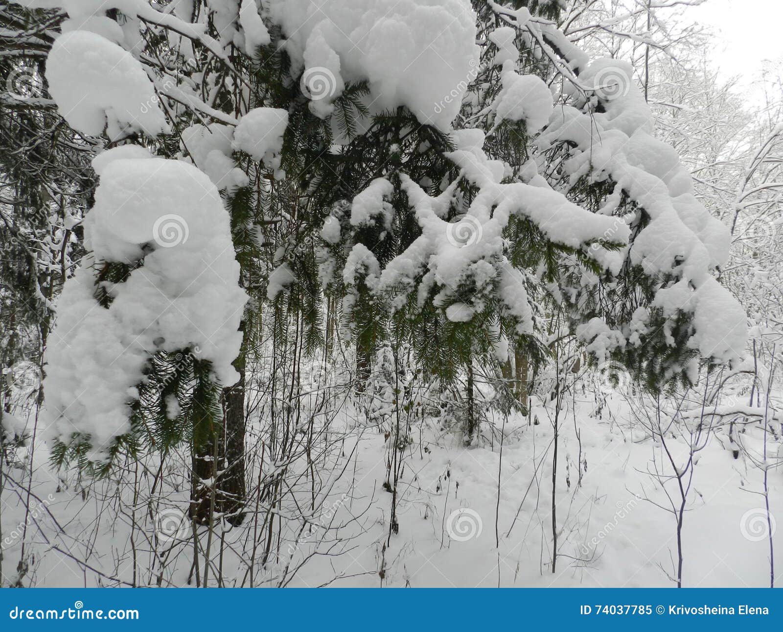 Trees in cold winter day stock image. Image of climate - 74037785