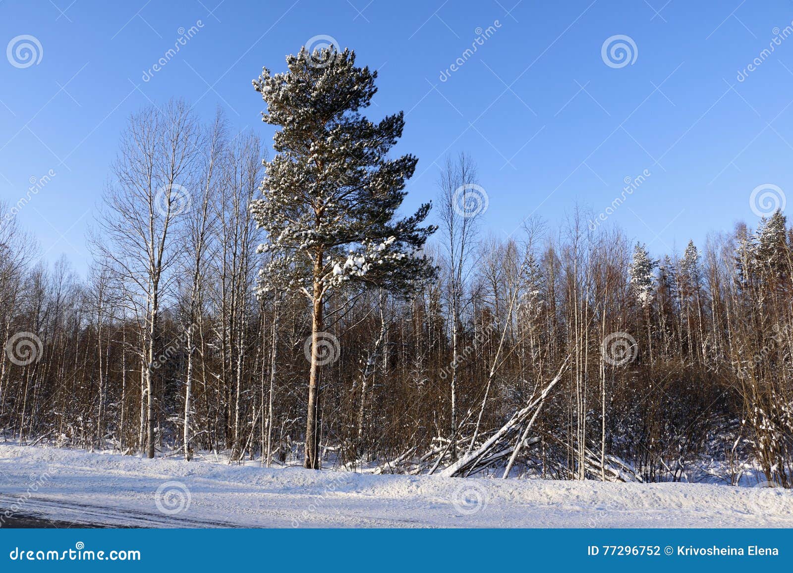 Trees in cold winter day stock photo. Image of branch - 77296752