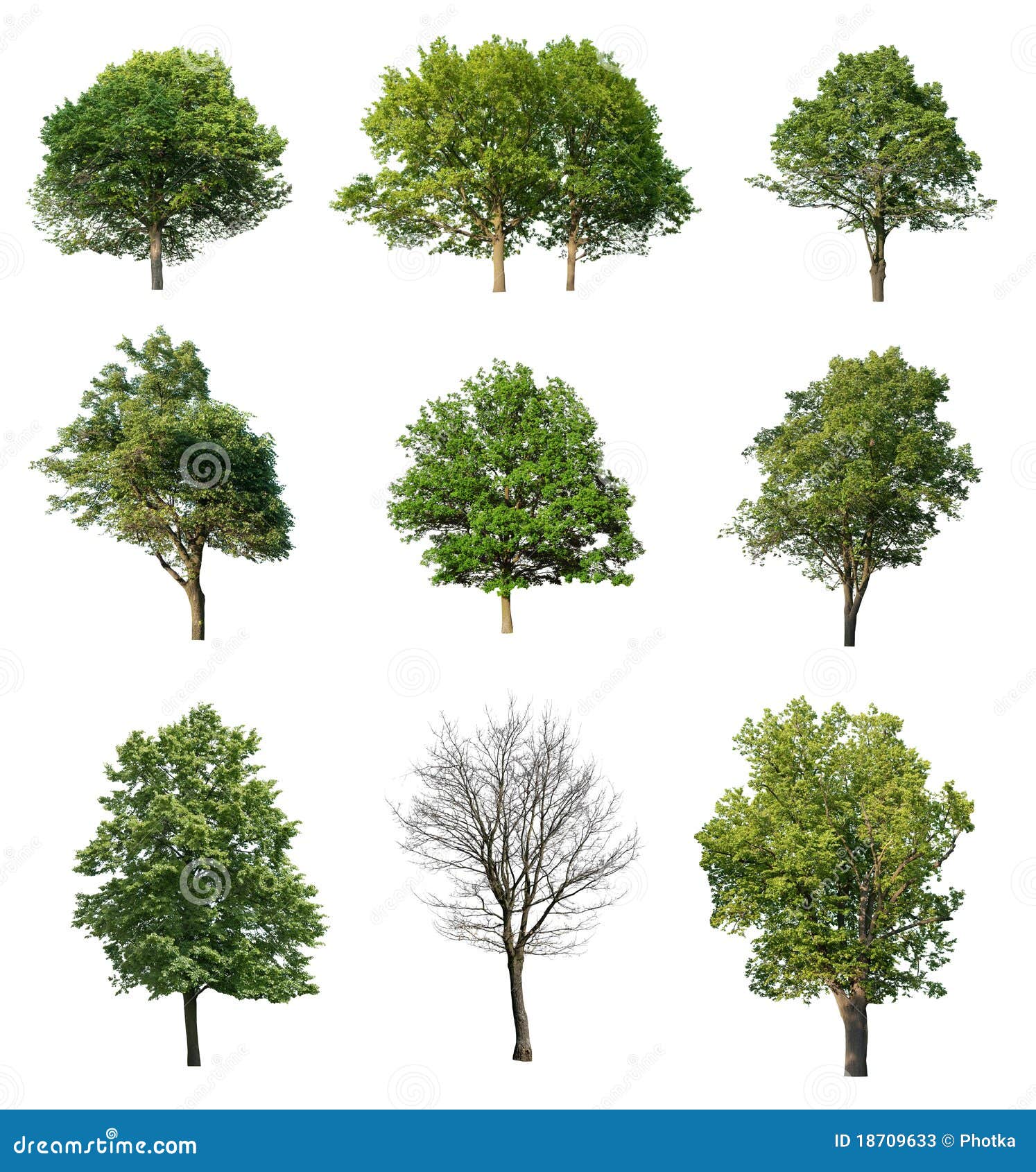 Trees collection stock illustration. Illustration of summer - 18709633