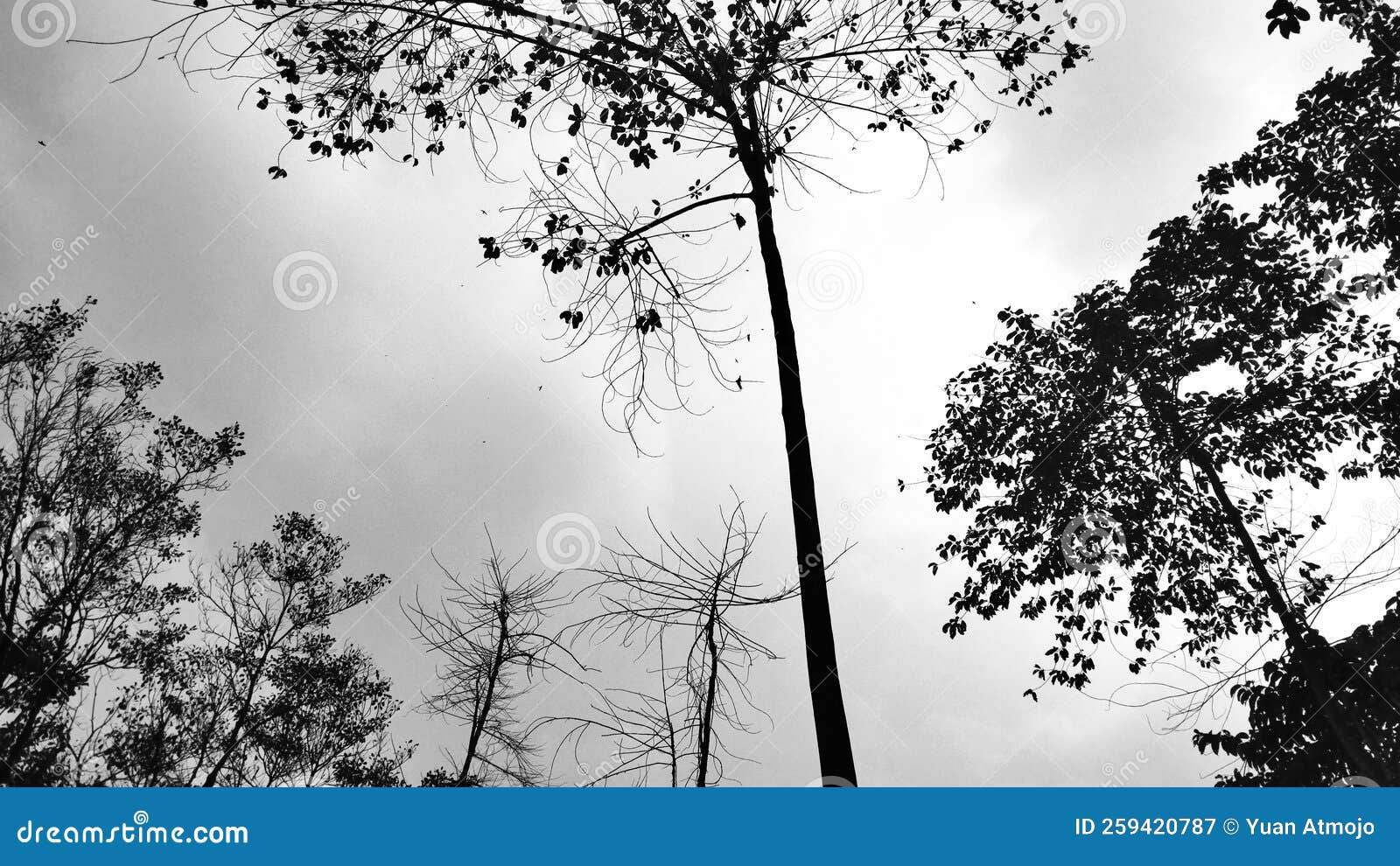 Trees Collective Dark Format Composition Stock Image - Image of ...