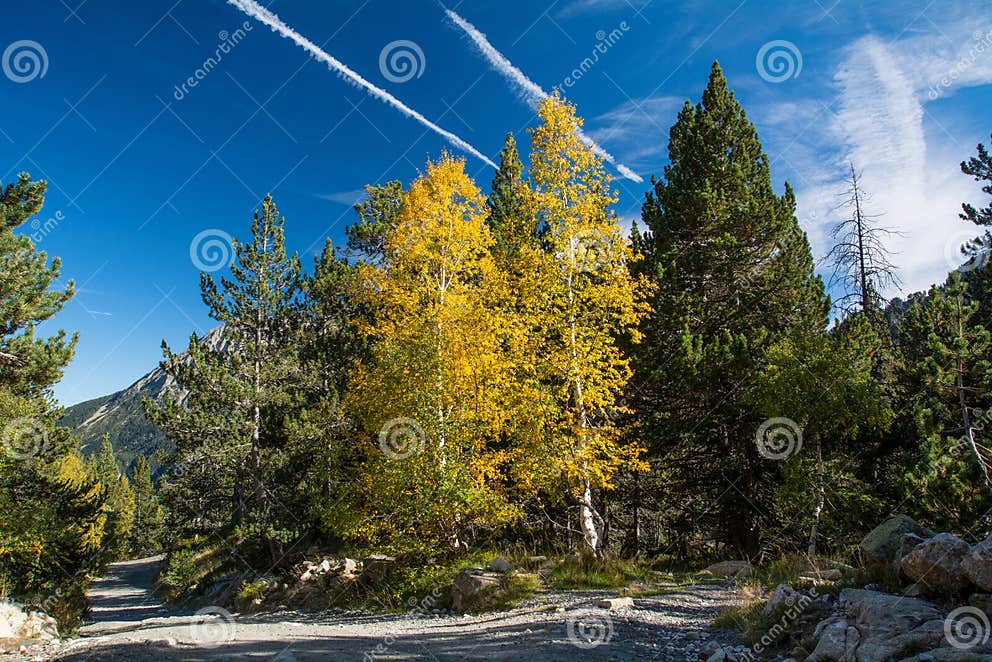 Trees in color stock image. Image of deep, clear, landscapes - 67738923