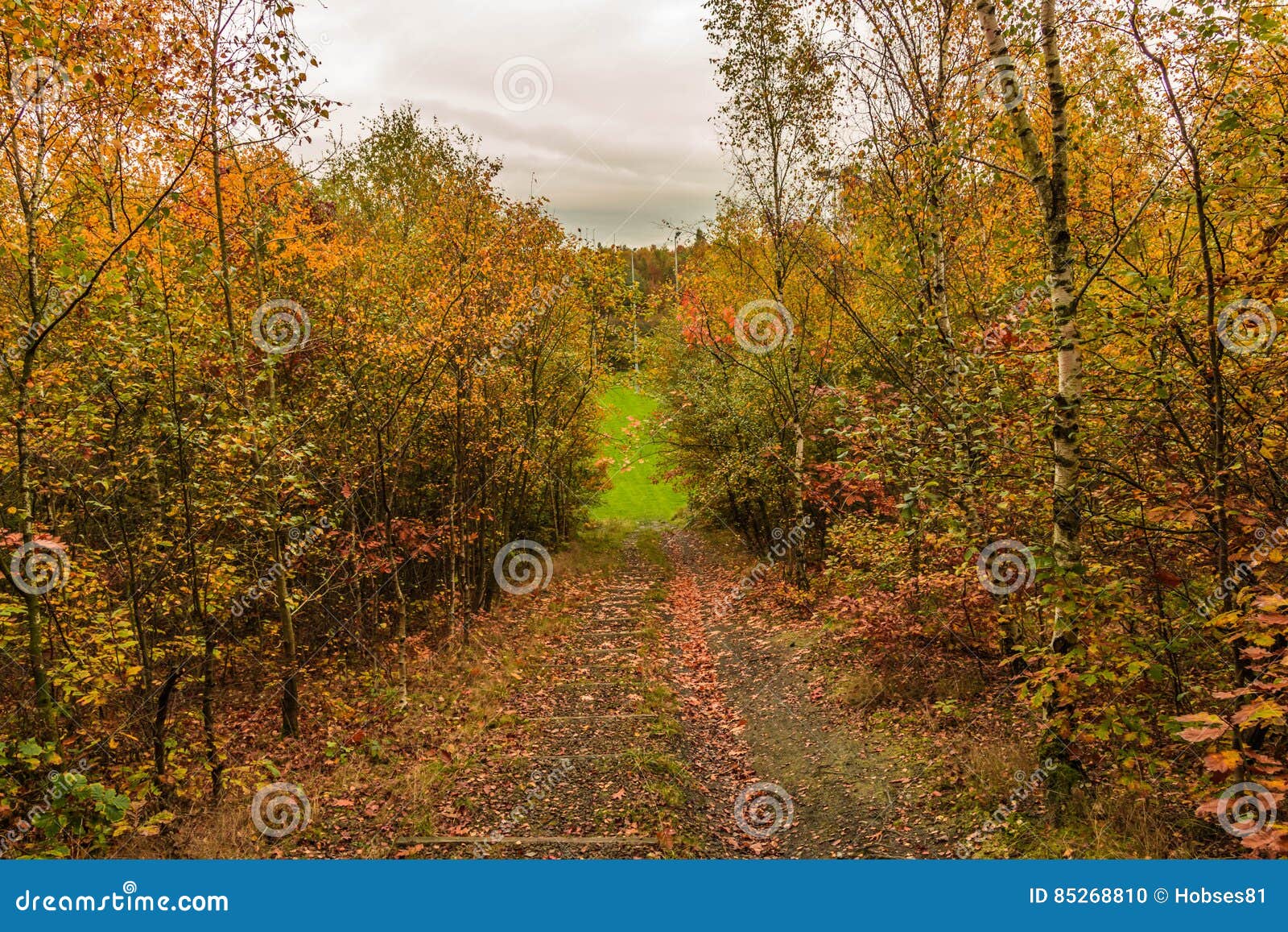Trees of Colorful Autumn Forest Stock Photo - Image of nature, autumn ...
