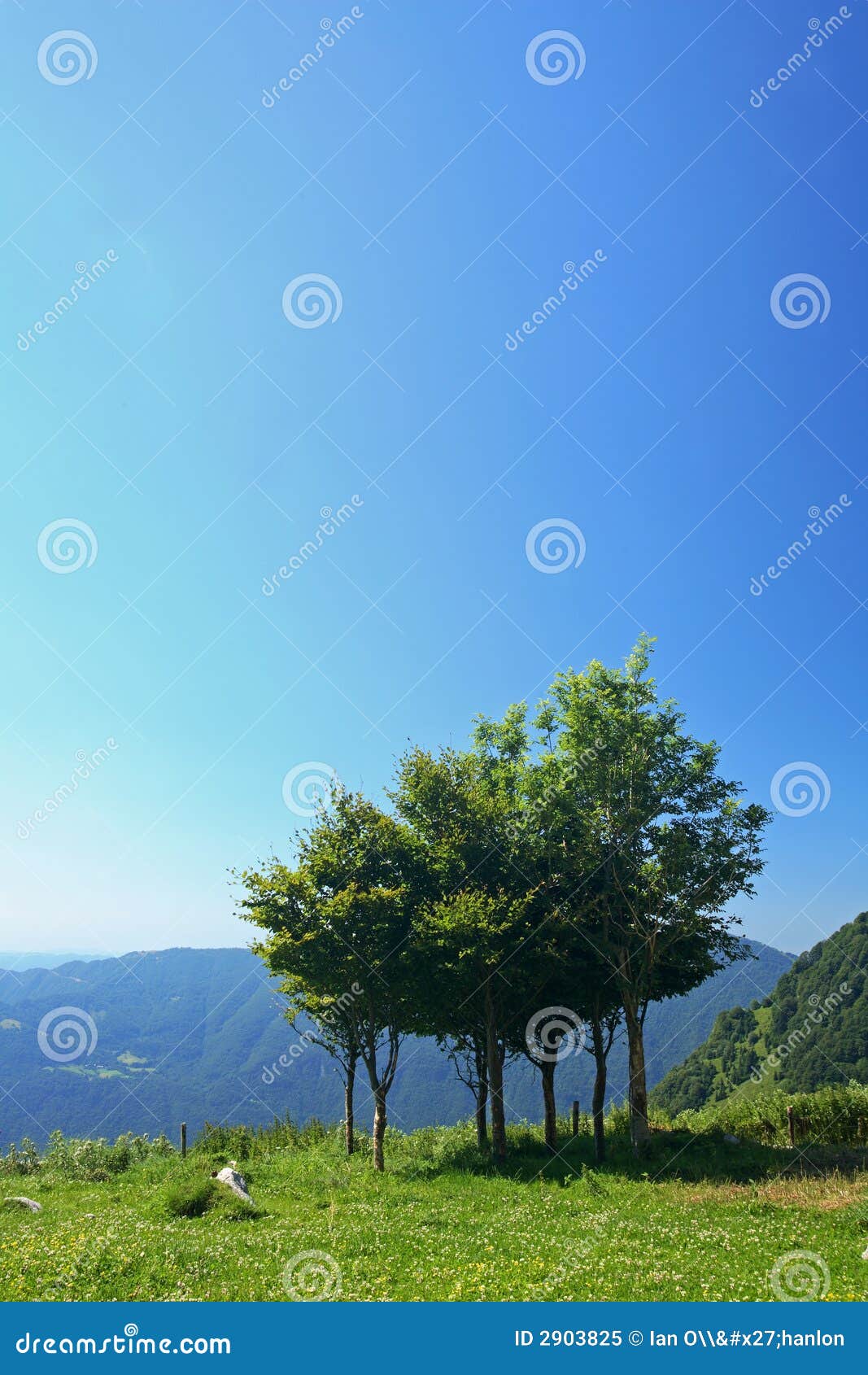 Trees and copy stock image. Image of concept, grass, young - 2903825