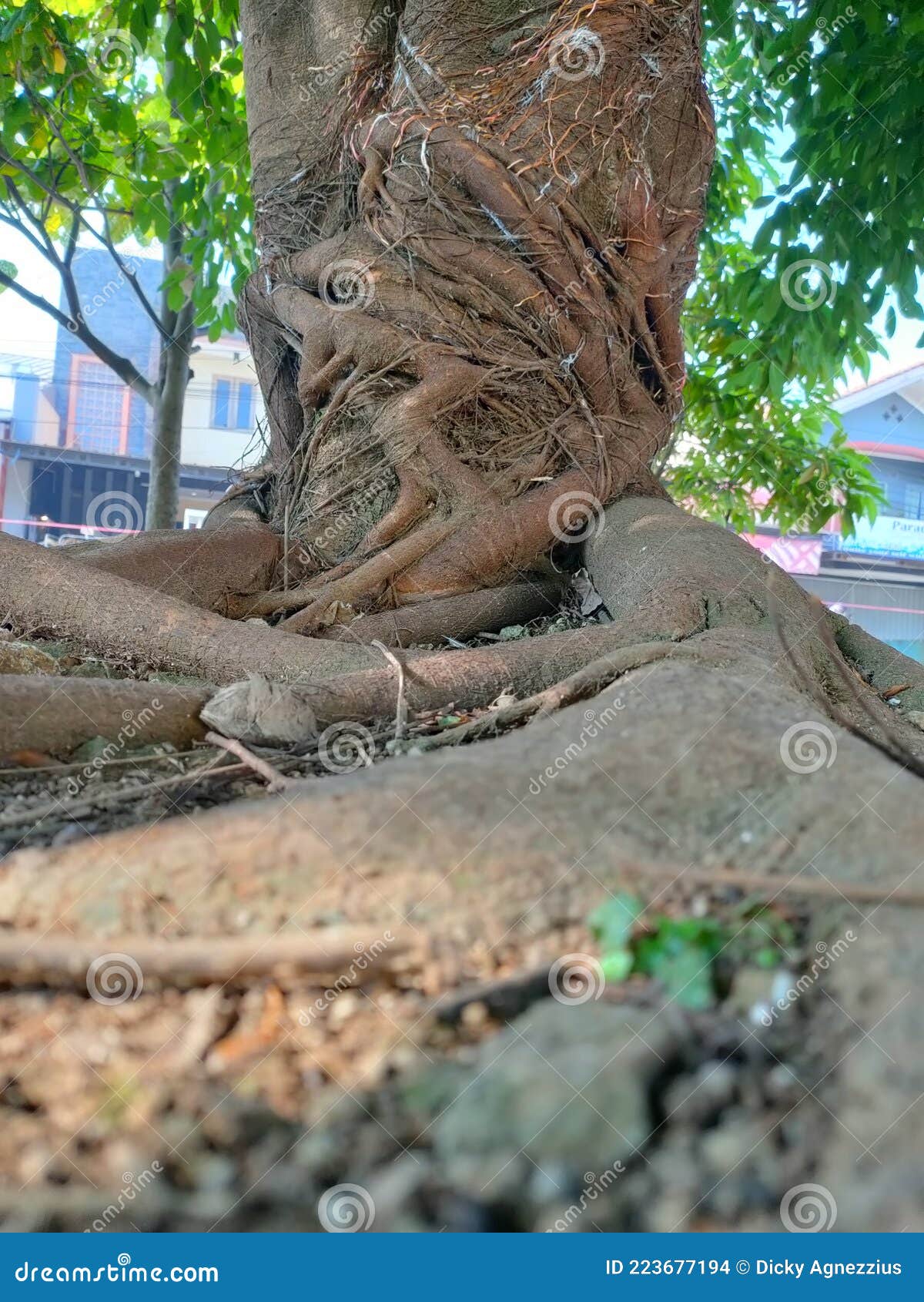 Trees Core Wood Nature Forest Stock Photo - Image of trees, nature ...