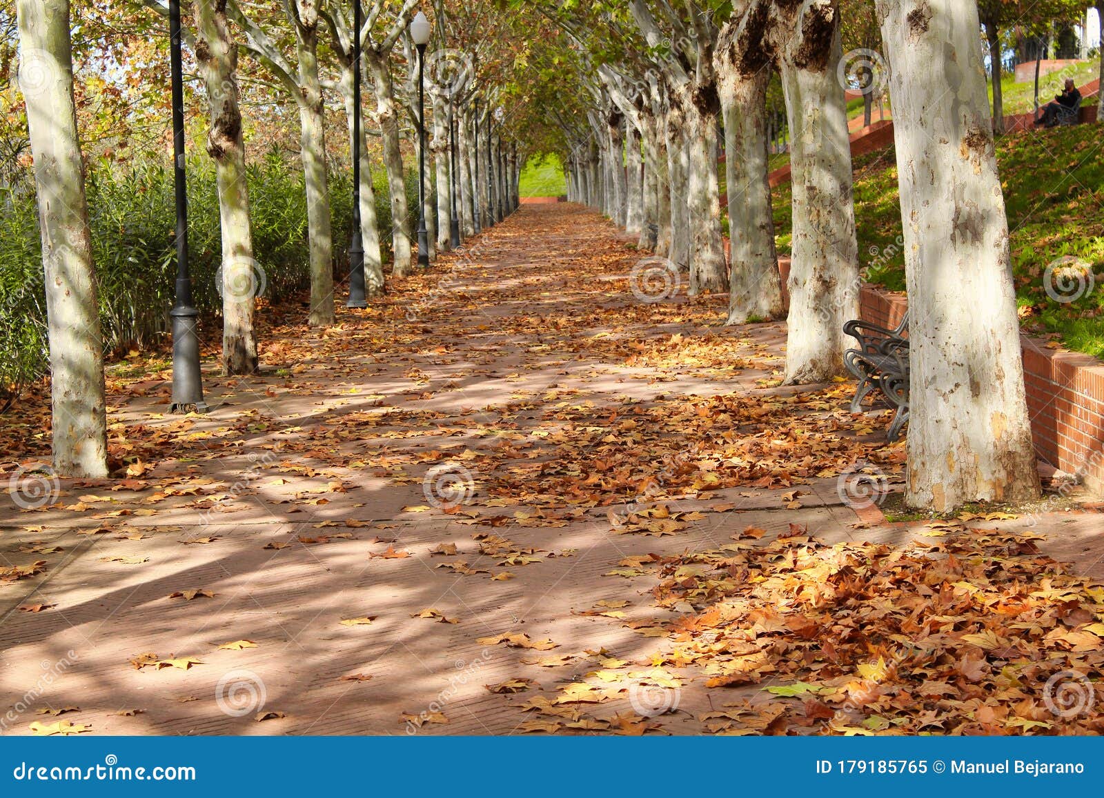 Trees corridor in autumn stock image. Image of outdoor - 179185765