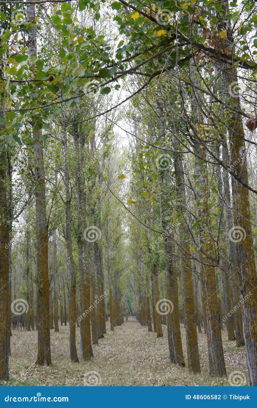 Trees corridors stock photo. Image of fall, straight - 48606582