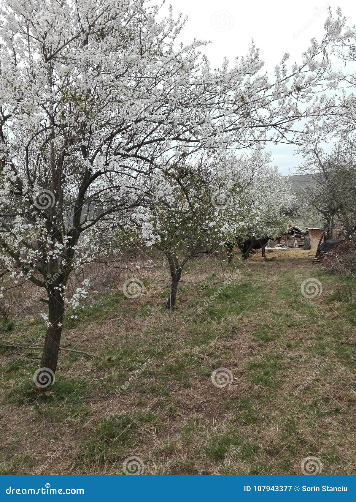 Trees at Country in the Spring Stock Image - Image of country ...