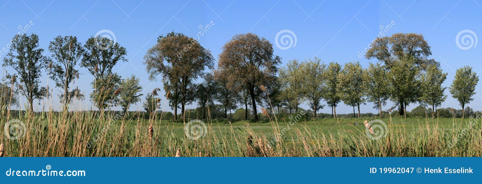 Trees in countryside stock image. Image of leafy, summer - 19962047