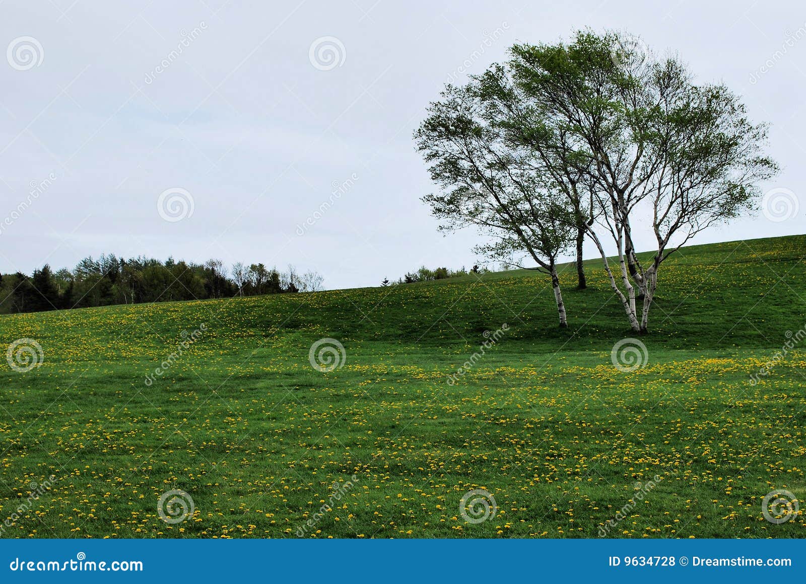 Trees in countryside stock photo. Image of meadow, nature - 9634728