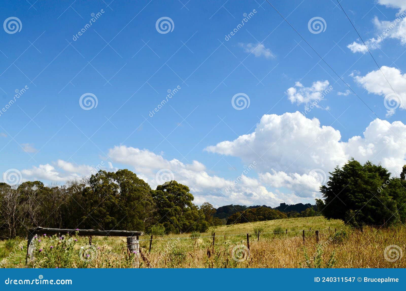 Trees in the Countryside between Bathurst and Lithgow in Australia ...