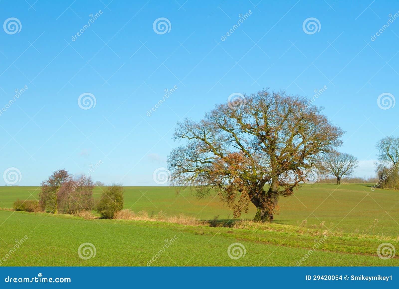 Trees in a Countryside Scene at Sunset Stock Photo - Image of life ...