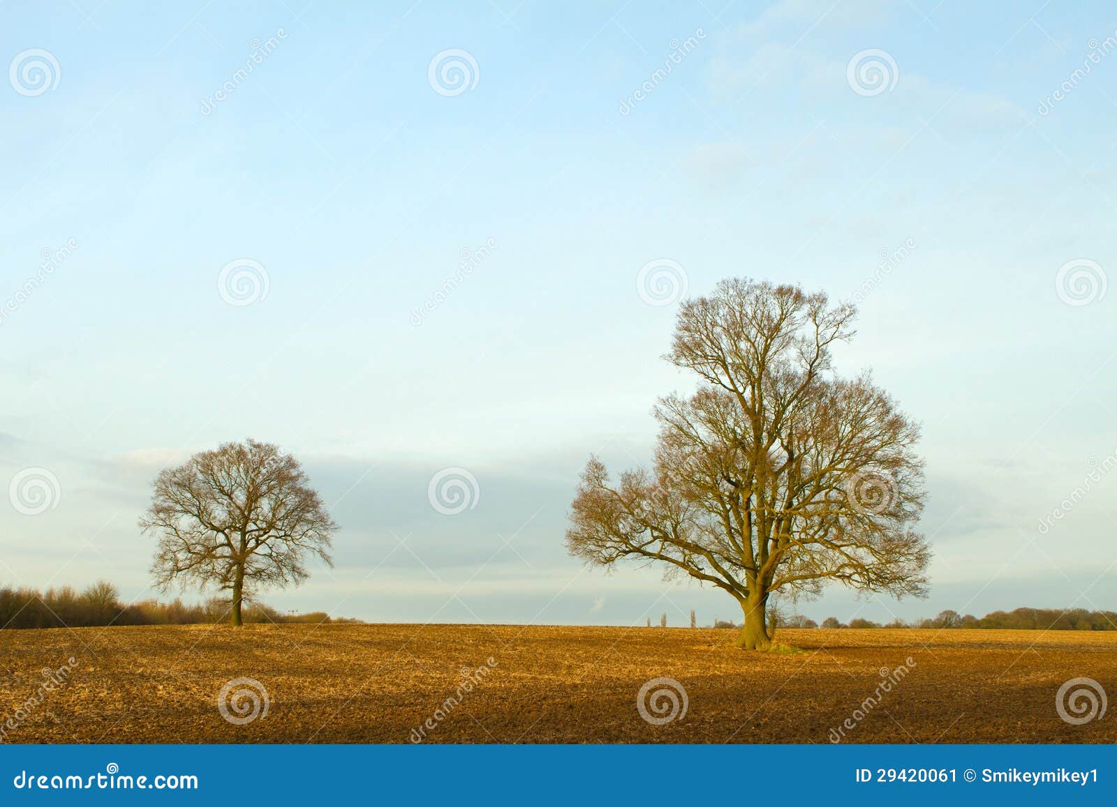 Trees in a Countryside Scene at Sunset Stock Image - Image of english ...