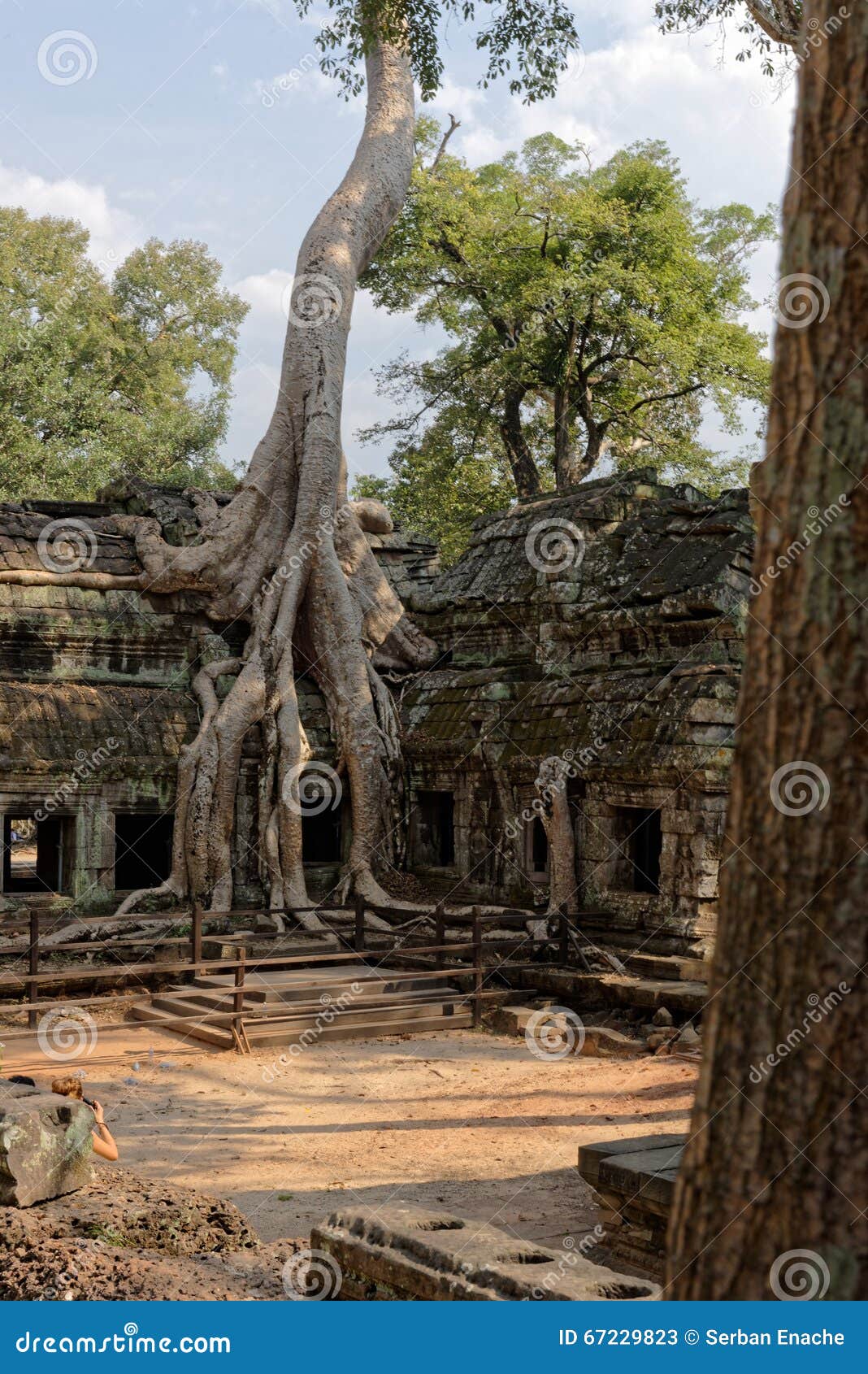 Trees in Courtyard, Angkor Wat Temple, Cambodia Stock Image - Image of ...
