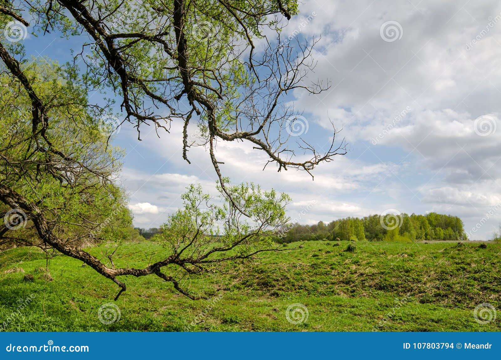 Trees in the Spring on the River Bank Stock Photo - Image of meadow ...