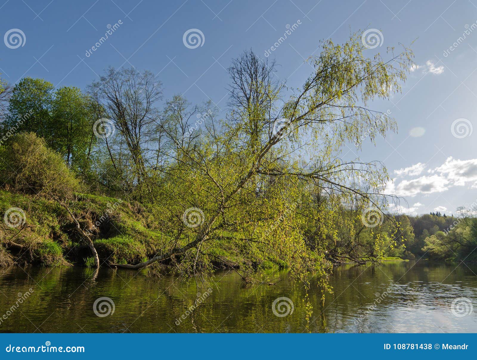 Trees in the Spring on the River Bank Stock Photo - Image of ecology ...