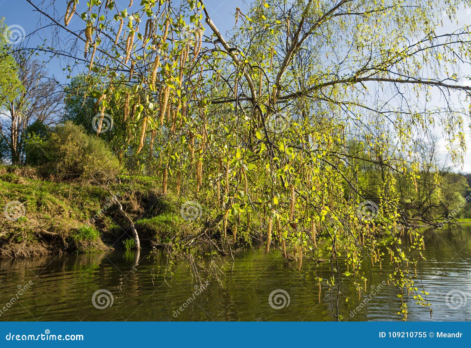 Trees in the Spring on the River Bank Stock Image - Image of grazing ...