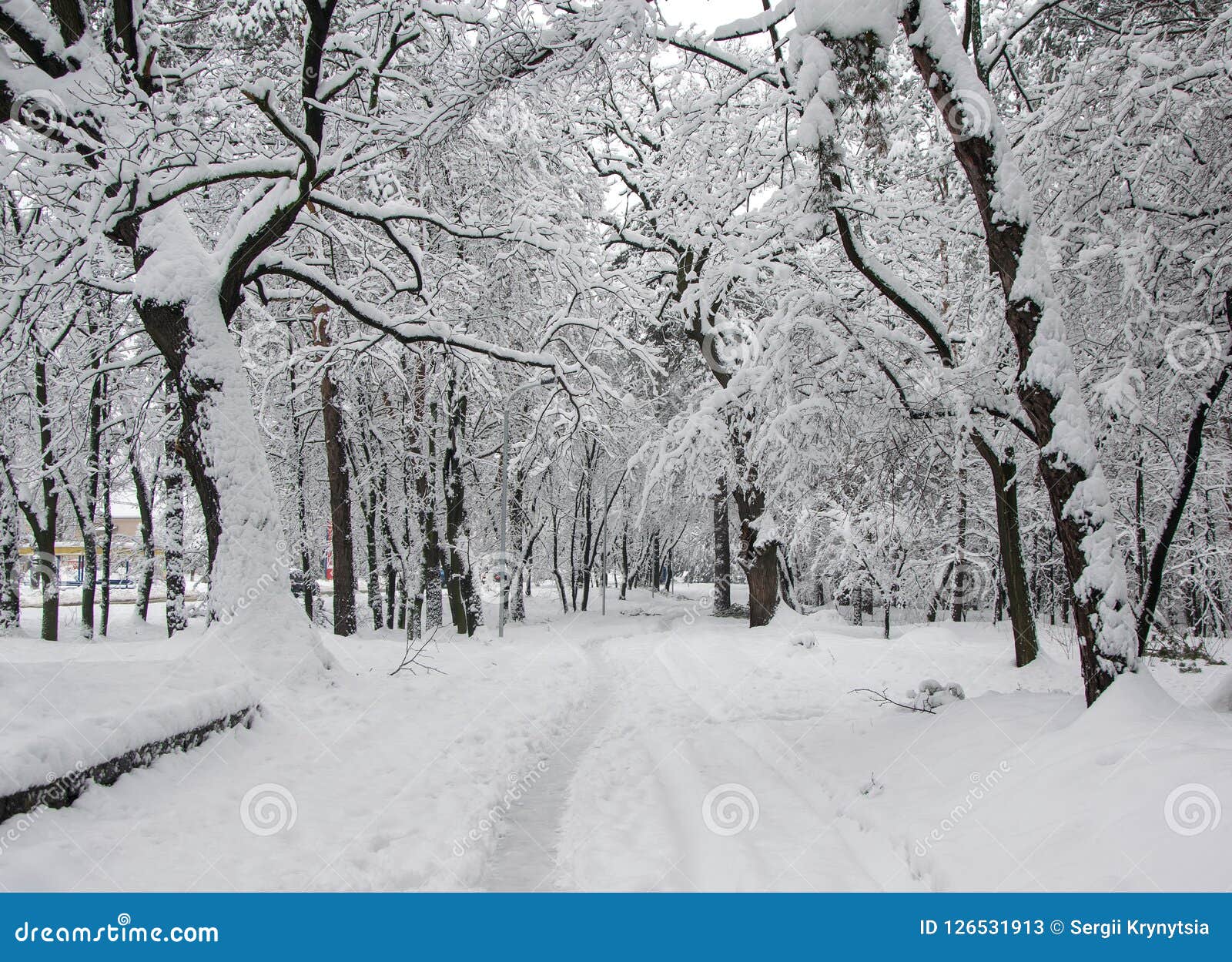 Trees Covered with Fresh Snow in Winter Park Stock Image - Image of ...