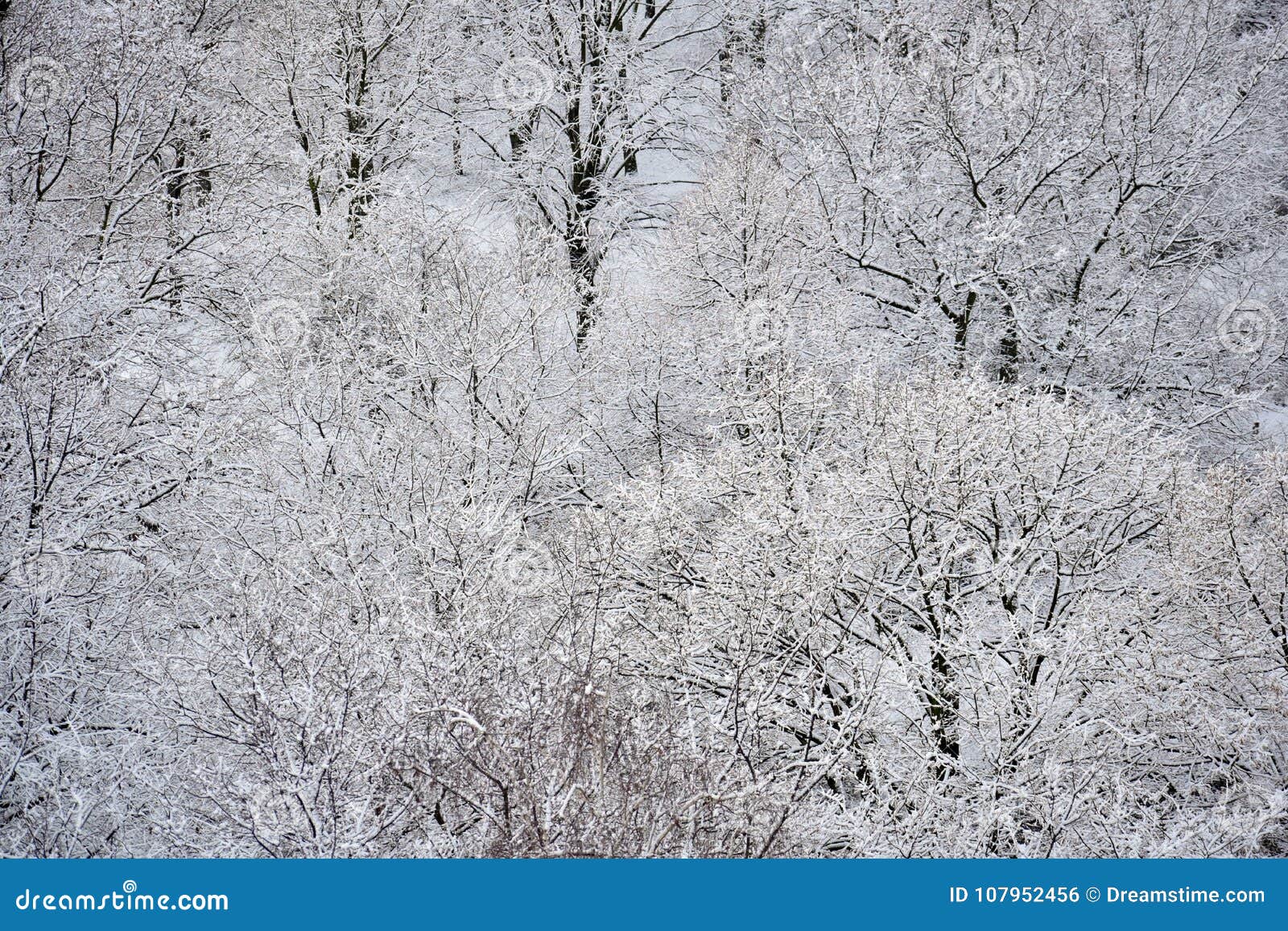 Snowy trees in December stock photo. Image of contrast - 107952456