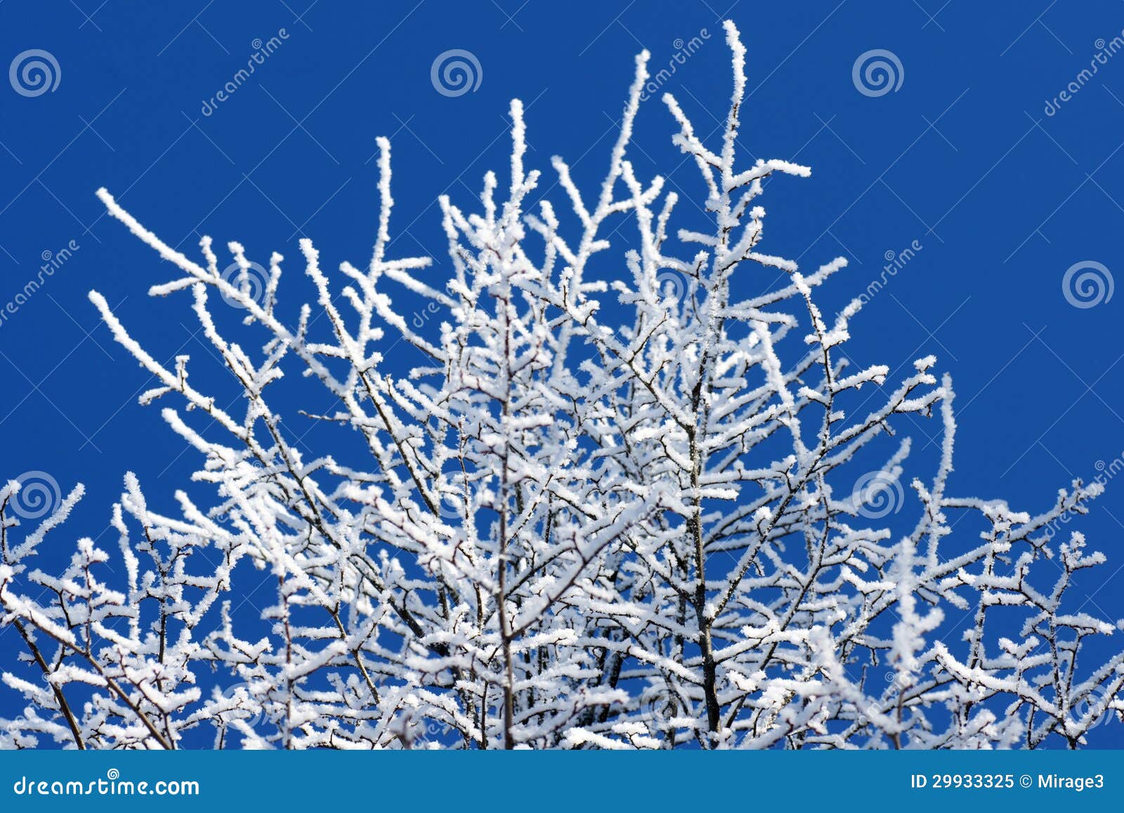 Trees Covered in Frost Over Bright Blue Sky Stock Image - Image of ...