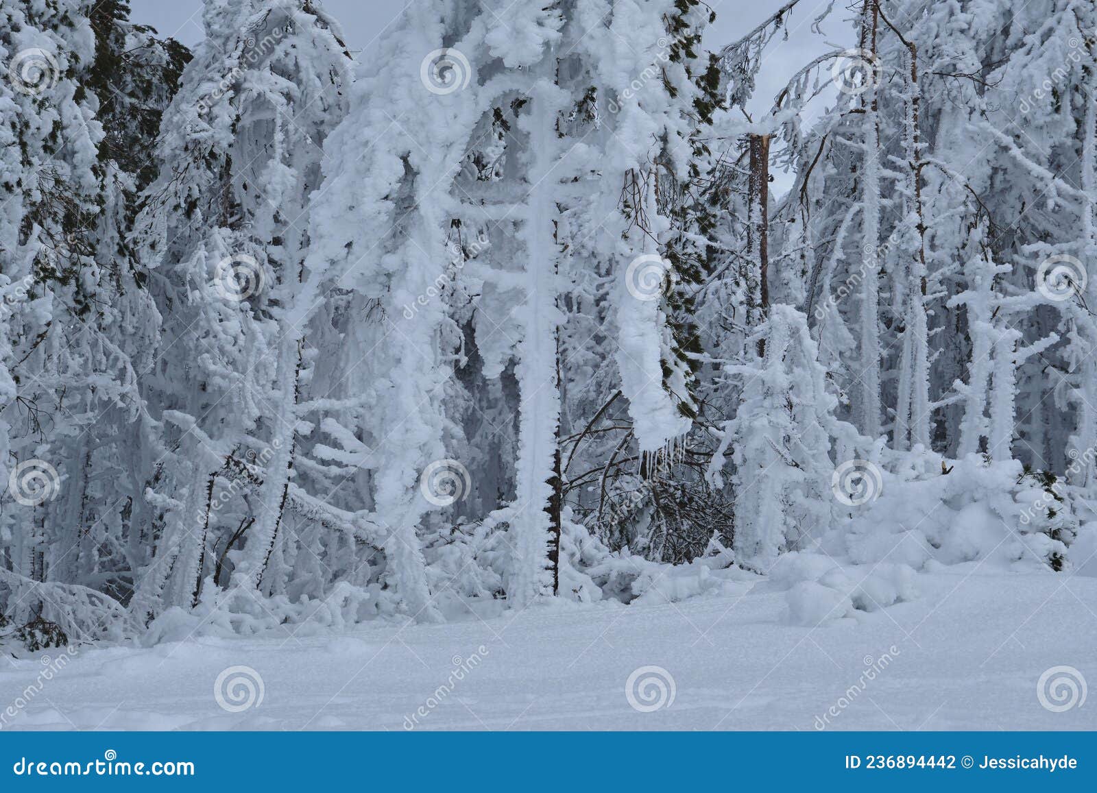 Trees Covered of Frosted Snow Stock Photo - Image of glaciation ...