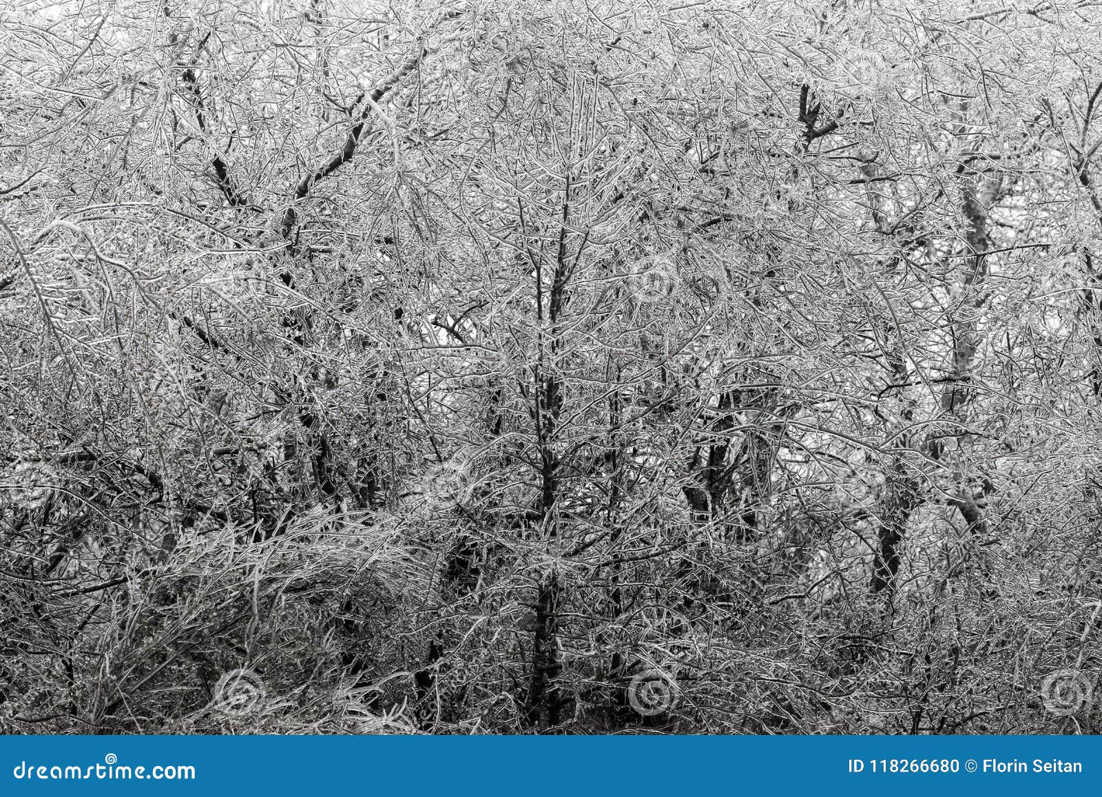 Trees Covered in Frozen Rain Stock Photo - Image of forest, meteorology ...