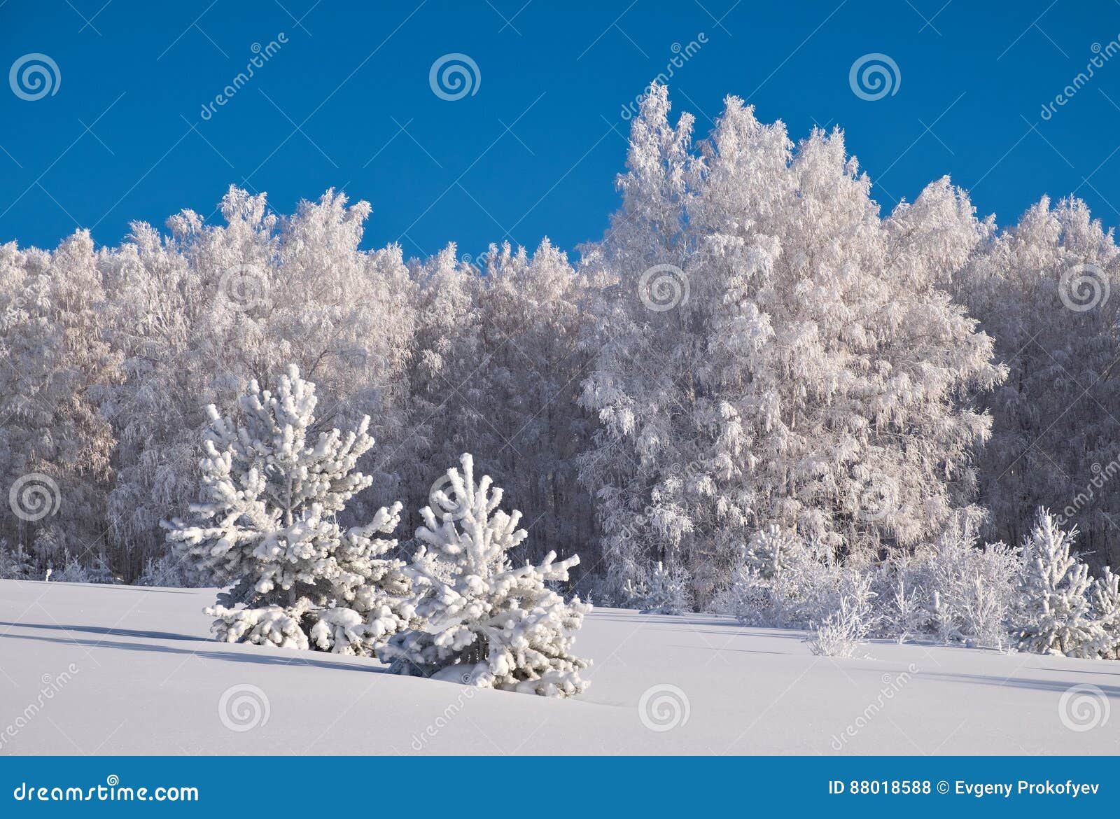 Trees Covered with Hoarfrost Stock Photo - Image of wilderness, idyllic ...
