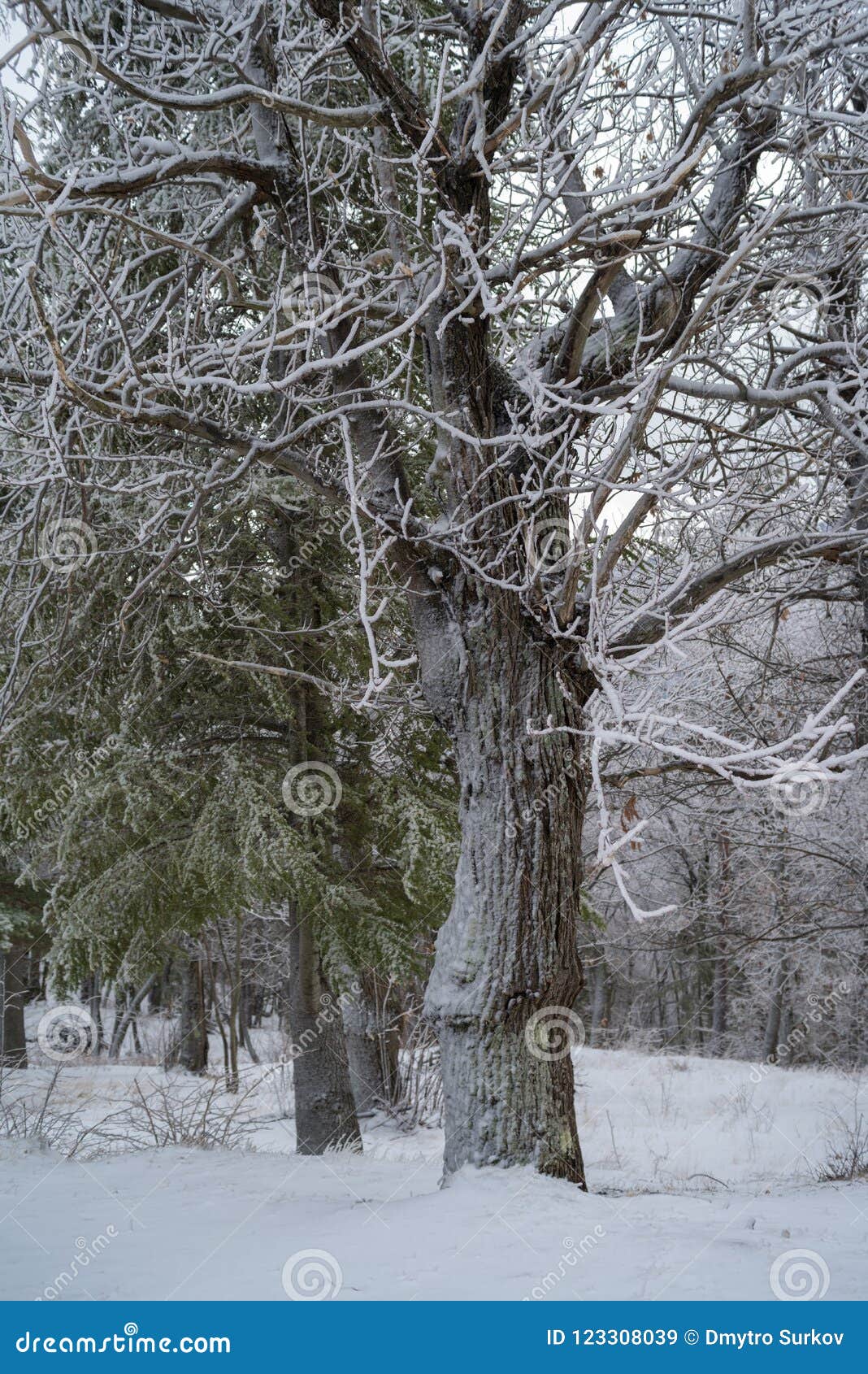 Trees covered in ice stock image. Image of temperature - 123308039