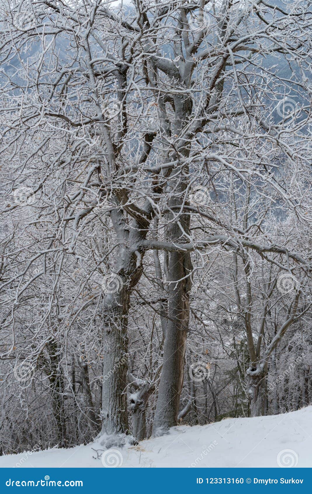 Trees covered in ice stock photo. Image of natural, nature - 123313160