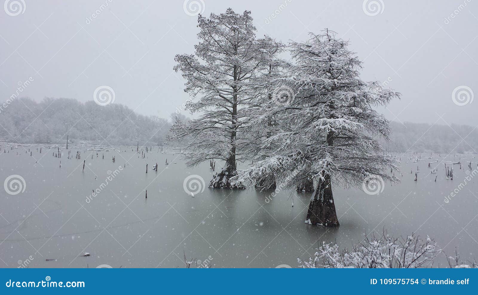 Iced tree stock photo. Image of trees, iced, tree, covered - 109575754