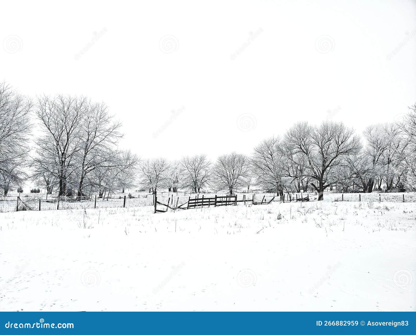 Trees Covered in Ice and Snow in an Open Field. Stock Image - Image of ...